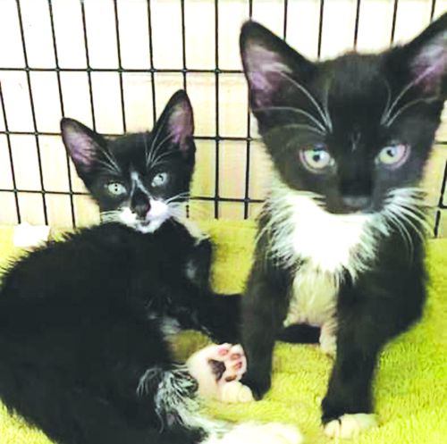 FOPAS overwhelmed by sudden rent increase, community support – Houston ...