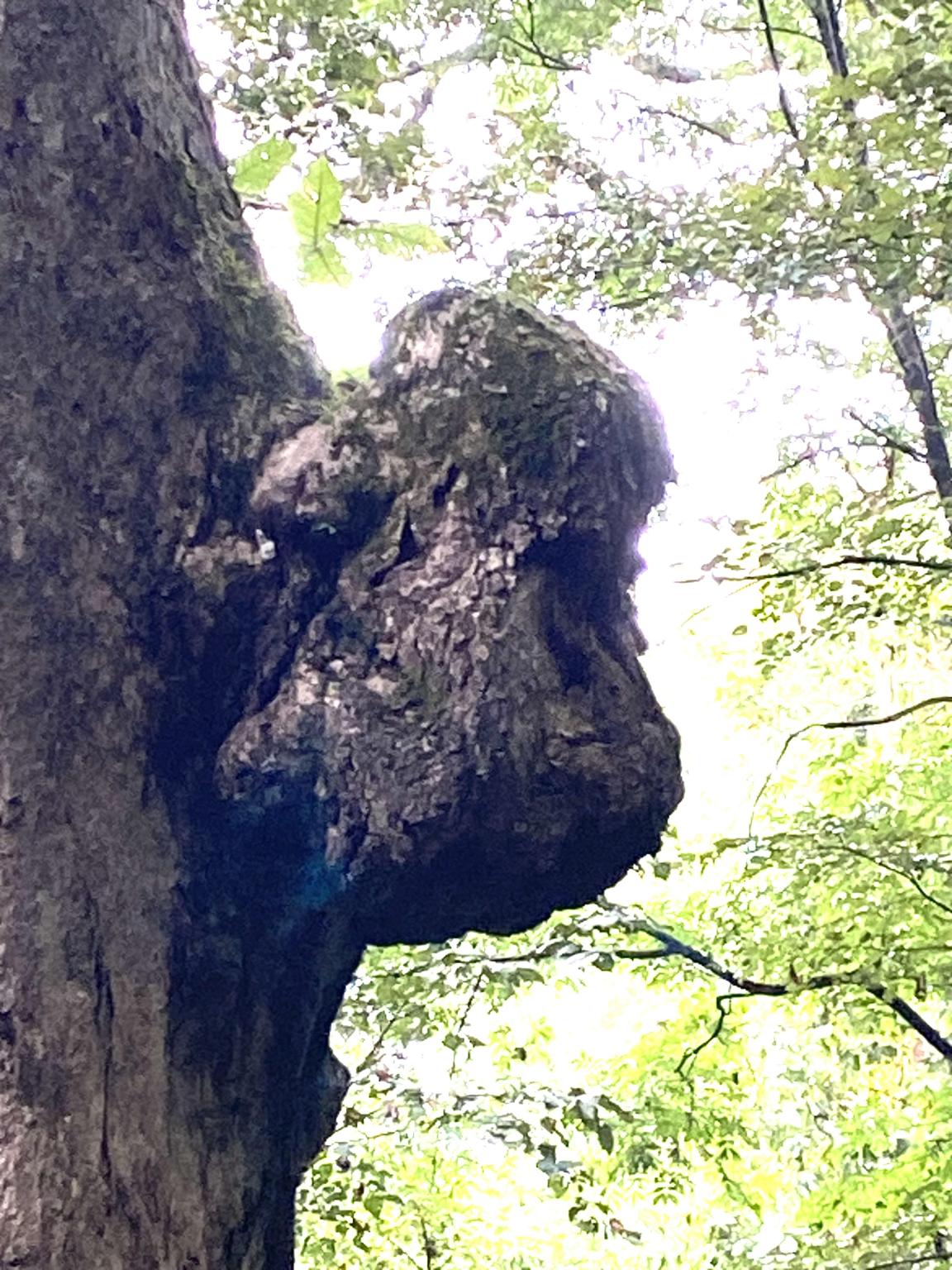 Bigfoot in Oaky Woods! – Houston Home Journal